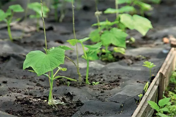 Pepinos en el suelo.