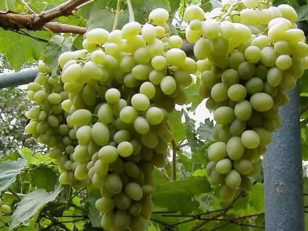 Grapes Rusball