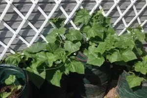Hvordan man plante og vokse agurker i poser trin for trin