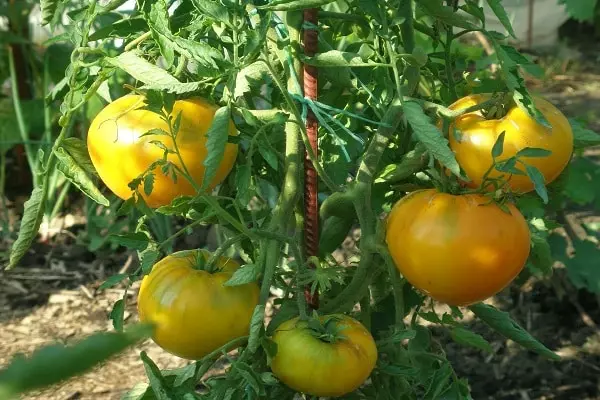 Tomato Stand