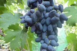 Opis i cechy winogron akademika (pamięć Jenseyeva), specyfiki uprawy i historii