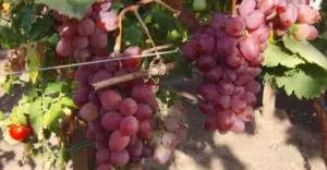 Descrición e historia de uvas Victoria variedade, plantación e coidado