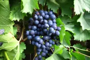 Histoire, description et caractéristiques des variétés de raisin précoce Magaracha et des règles en croissance
