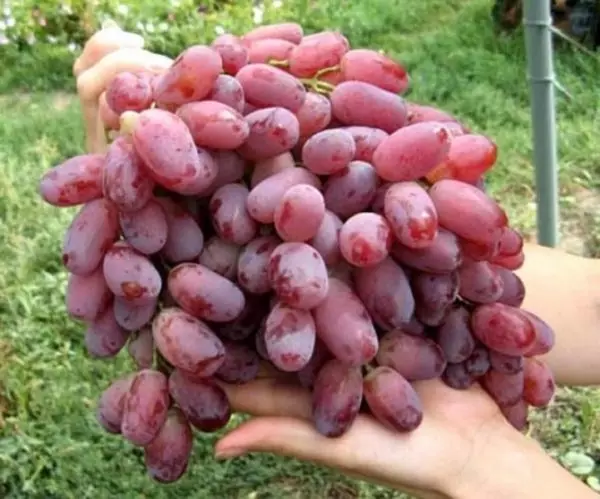 Grapes Rishmish Rear