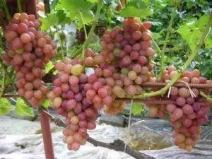 Përshkrimi dhe karakteristikat Rrushi Grapes Chameleon, ulje dhe rritje