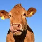 शरीर का तापमान गाय: सामान्य संकेतक और कारण 4855_2
