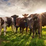 Θερμοκρασία σώματος Αγελάδα: Κανονικοί δείκτες και λόγοι 4855_7
