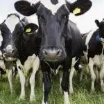 शरीर का तापमान गाय: सामान्य संकेतक और कारण 4855_8