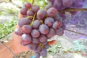 Opis winogron Rochefort, cechy owocowania i historii wyboru
