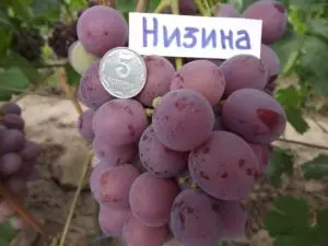 Opis różnorodności winogron nizinnych i jego charakterystyki, zalety i wady