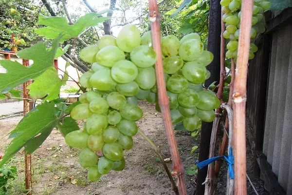 fertilizzanti e humus.