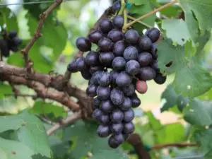 Valiant vīnogu šķirņu apraksts un raksturojums, audzēšanas un uzglabāšanas noteikumi