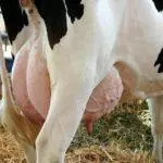 Combien de mamelons ont une vache: quelles formes de pavé venaient et le nombre de points 4862_4