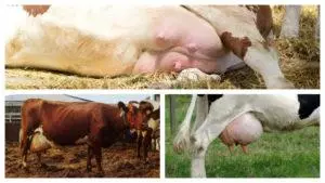 Symptômes d'induction en vache et traitement à la maison
