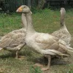 Shadrinsky Goose: Tsananguro yebereko uye hunhu, kubereka uye kuchengetwa, kudya 486_10
