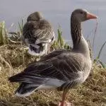 Shadrinsky гуска: Опис на расата и карактеристиките, размножување и нега, исхрана 486_3