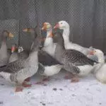 Sharrinsky Goose: piav qhia txog kev yug me nyuam thiab cov yam ntxwv, kev yug me nyuam thiab saib xyuas, noj haus 486_5