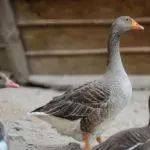 Shadrinsky гуска: Опис на расата и карактеристиките, размножување и нега, исхрана 486_8