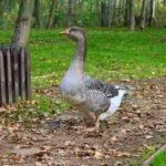 Shadrinsky Goose: Lýsing á kyn og eiginleikum, ræktun og umönnun, mataræði 486_9