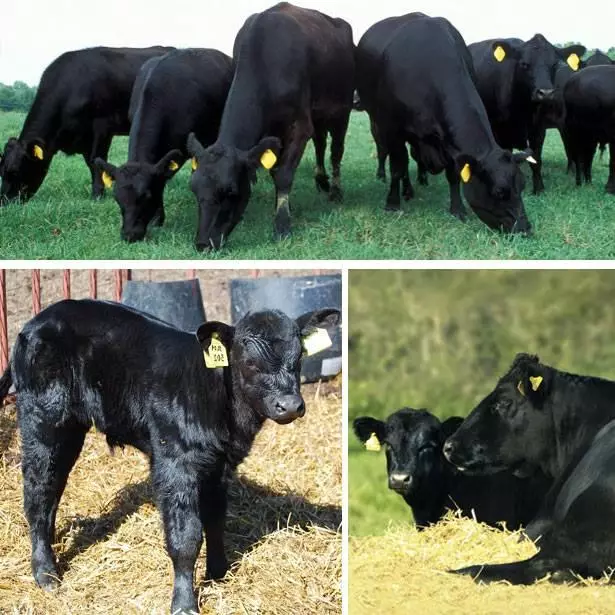 Lehmän lehmät