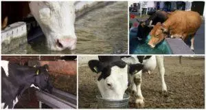 Колко е питещата вода на крава на ден и ролята на течността, може ли да е студено