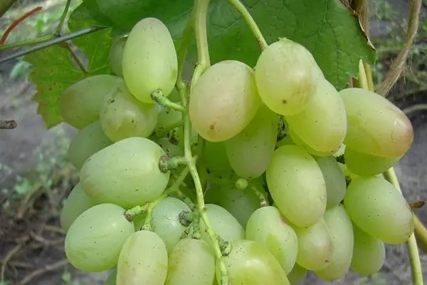 Grapes elegant