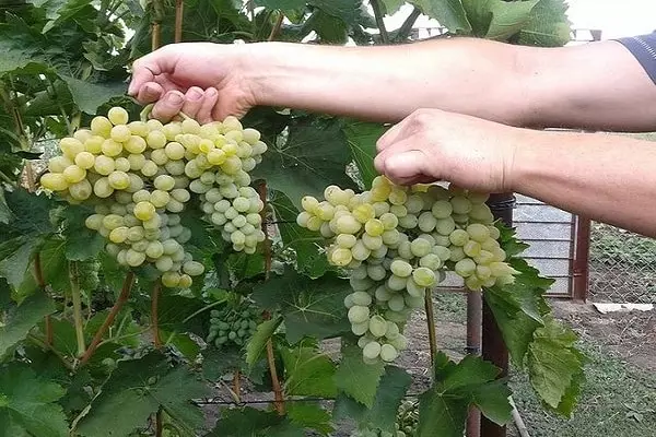 in the hands of fruit