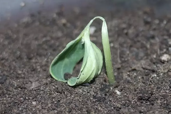 Vyshnet Seedlings