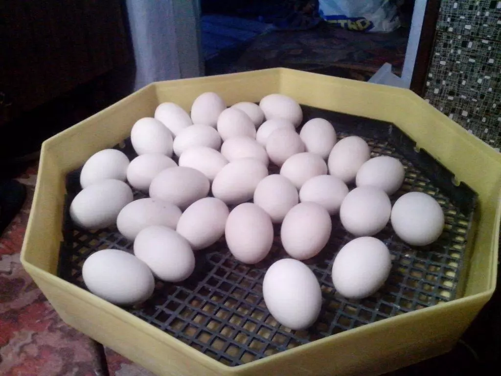 انڈے انڈووک