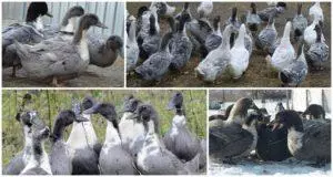 شرح و ویژگی های اردک های نژاد مورد علاقه آبی، کشت آنها