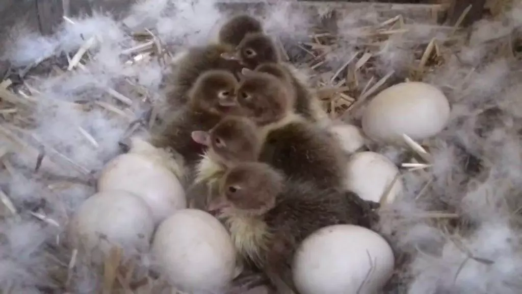 Newborn ducklings