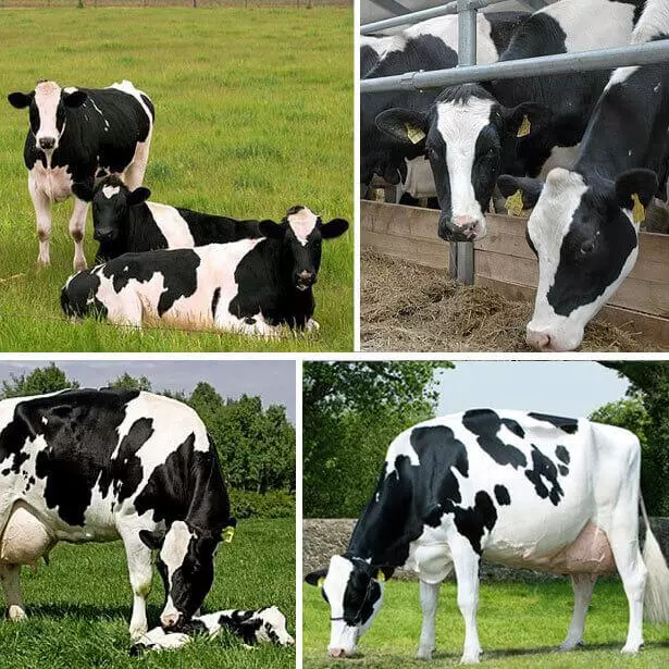 Holstein Tõuged lehmad