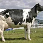 Holstein গরু প্রজাতি: বিবরণ এবং বৈশিষ্ট্য, পেশাদার এবং কনস এবং যত্ন 4881_10