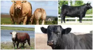 Konstitucinių karvių aprašymas ir charakteristikos, 5 geriausios veislės ir jų turinys