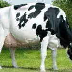 Holstein раса на крави: опис и карактеристики, добрите и лошите страни и грижа 4881_3