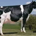 Holstein φυλή αγελάδων: Περιγραφή και χαρακτηριστικά, πλεονεκτήματα και μειονεκτήματα και φροντίδα 4881_4