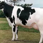 Holstein গরু প্রজাতি: বিবরণ এবং বৈশিষ্ট্য, পেশাদার এবং কনস এবং যত্ন 4881_5