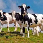 Holstein গরু প্রজাতি: বিবরণ এবং বৈশিষ্ট্য, পেশাদার এবং কনস এবং যত্ন 4881_8