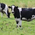 Holstein গরু প্রজাতি: বিবরণ এবং বৈশিষ্ট্য, পেশাদার এবং কনস এবং যত্ন 4881_9