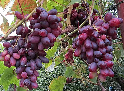Grapes raisin
