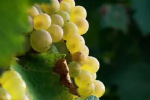 Description and characteristics of grapes Aligote, pros and cons and crime rules