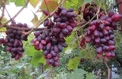 Viinamarjad rosin