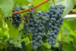 Description of black and white grape variety Amur, landing and care, reproduction