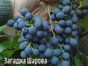 Опис і характеристики винограду сорту Загадка Шарова, правила посадки та догляду