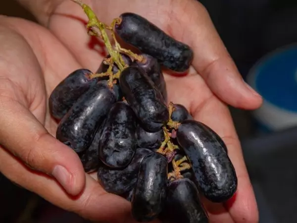 виноград велика в руках