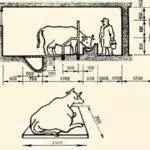 Коровник на 50 глави: проектот и големината на фармата, како да се изгради со свои раце 4887_9
