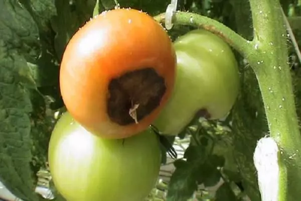 The vertex rotten of tomatoes in the greenhouse and the open soil: treatment, control measures