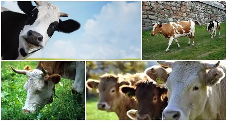 Erinevad lehmad