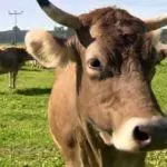 Kumaha milih sapi: Top 5 kriteria utama sareng jinis sato 4897_11