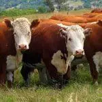 Како да изберете крава: Топ 5 главни критериуми и видови на животни 4897_3